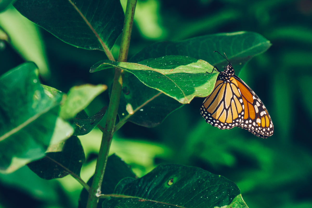 Save the Monarchs Sticker Collection - Support Butterfly Conservation ...